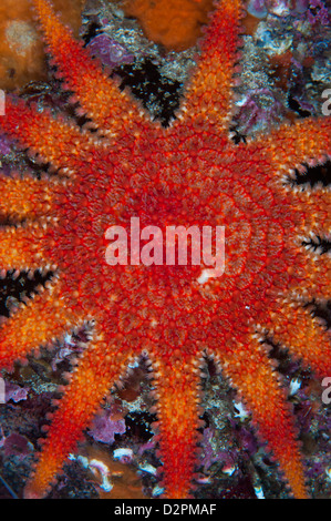 Common sunstar, Common starfish, Crossaster papposus, Kvaloyvagen ...