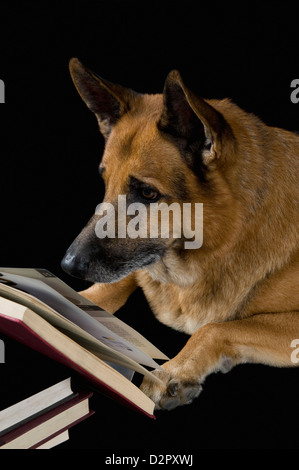 dog, German Shepherd, reading book, studying, learning, book, school ...