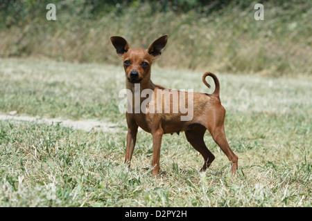 Prazsky krysarik, Prague Ratter (Canis lupus f. familiaris), three ...