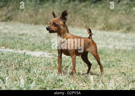 Prazsky krysarik, Prague Ratter (Canis lupus f. familiaris), standing ...