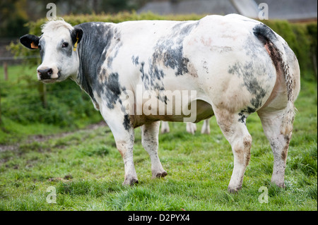 British Blue beef cow in field, showing double muscle at its rear end ...