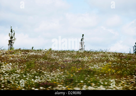 Flowers in the field, Cesky Krumlov, South Bohemian Region, Czech ...