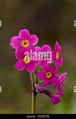 Parry's primrose (Primula parryi Stock Photo - Alamy
