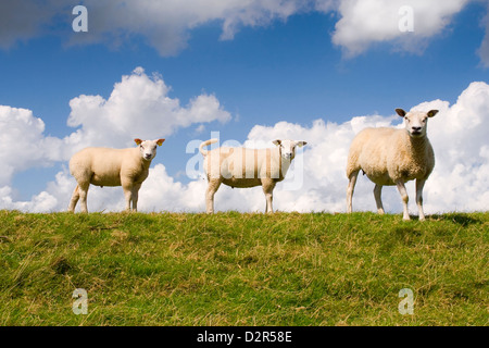 Sheep standing on grass under cloudy sky Stock Photo - Alamy