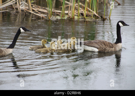 Canada geese, with fuzzy, yellow, gosling's in the water. The Canada ...