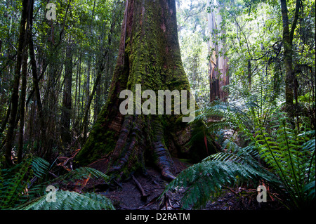 Pandani Grove Nature Trail, Mount Field National Park, Tasmania ...