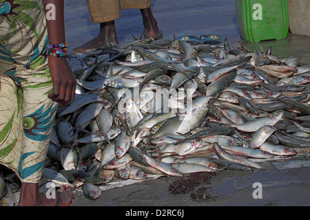 Fish caught in Tanji fishing village Gambia Africa Stock Photo ...