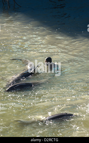 A fisherman examines a dolphin in the cove in Taiji, Wakayama, Japan ...