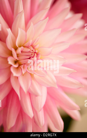 A vertical of beautiful pink dahlia flowers Stock Photo - Alamy
