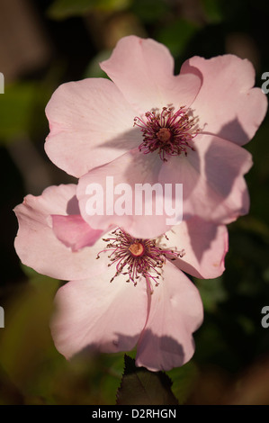 Flowers and bess in the garden Stock Photo - Alamy