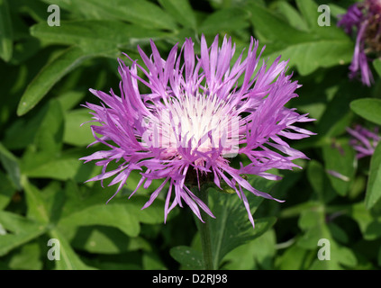 Pink Bachelor's Button (Centaurea pulcherrima), flower, North Rhine ...