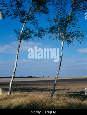 Young silver birch trees in winter with bright white trunks, under ...