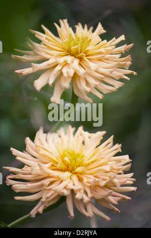 Vertical shot of a zinnia flower Stock Photo - Alamy