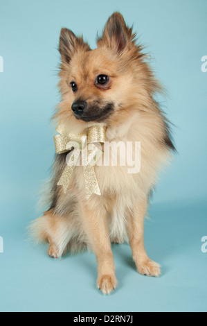 Spritzer dog on blue background Stock Photo - Alamy