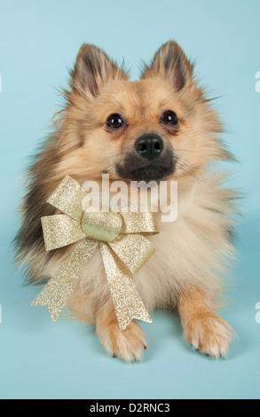 Spritzer dog on blue background Stock Photo - Alamy