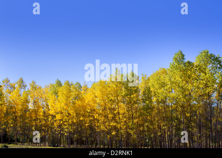 A row of Poplar trees in early autumn in Clarens Eastern Freestate ...