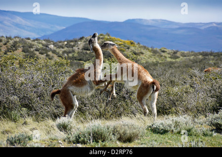 Male guanacos fighting over breeding rights and territory, Torres del ...