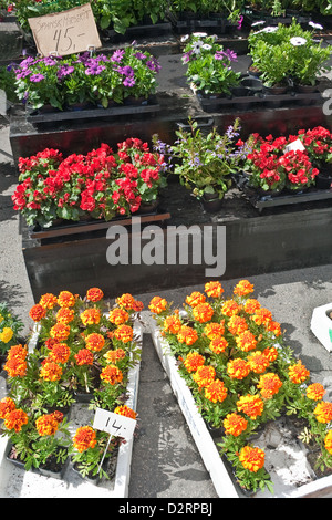 Potted plants on sale at an open air market in Bergen, Norway Stock ...