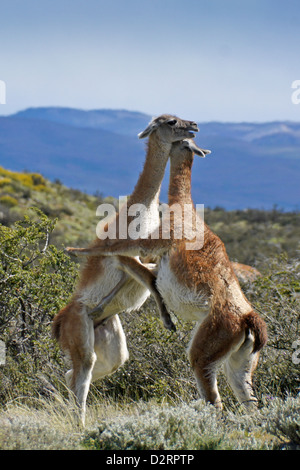 Male guanacos fighting over breeding rights and territory, Torres del ...