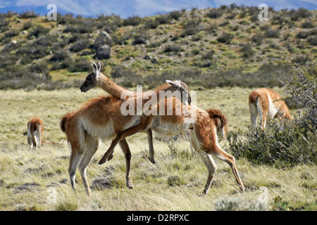 Male guanacos fighting over breeding rights and territory, Torres del ...