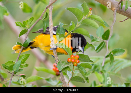 Baltimore Oriole (Icterus galbula), during spring migration, Rondeau ...