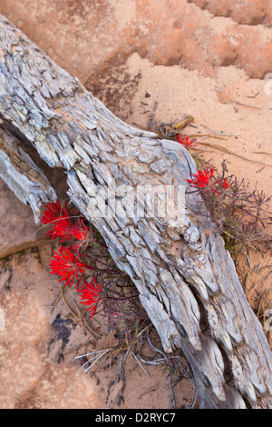 Indian Paintbrush flowers Zion National Park Stock Photo - Alamy