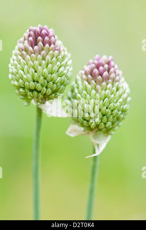 Purple round garlic flowers growing in lush green grass Stock Photo - Alamy