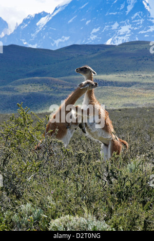 Male guanacos fighting over breeding rights and territory, Torres del ...