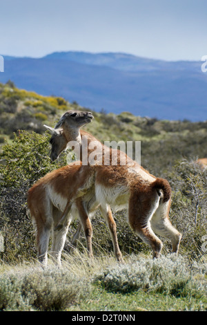 Male guanacos fighting over breeding rights and territory, Torres del ...