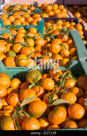 Tangerine boxes all in a row, many pieces, overhead view Stock Photo ...