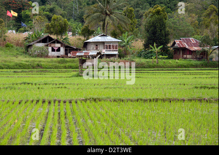 Rice paddy field, Sulawesi, Indonesia, Southeast Asia, Asia Stock Photo ...