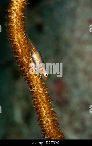 Translucent coral goby, Bryaninops erythrops, Lembeh Strait, North ...
