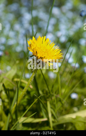 A common dandelion Taraxacum officinale with yellow flower heads ...