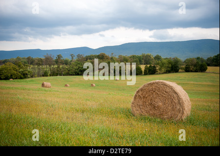 Country pasture in Middleburg VA Stock Photo - Alamy