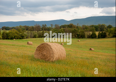 Country pasture in Middleburg VA Stock Photo - Alamy
