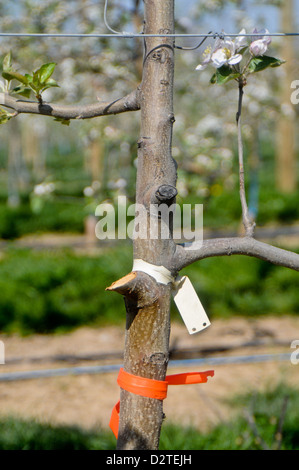 tall spindle apple tree in the spring Stock Photo - Alamy