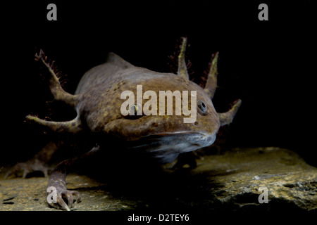 Axolotl ("water monster") or Mexican salamander (Ambystoma mexicanum ...