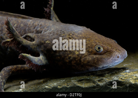 Axolotl ("water monster") or Mexican salamander (Ambystoma mexicanum ...