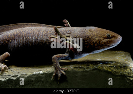 Axolotl ("water monster") or Mexican salamander (Ambystoma mexicanum ...