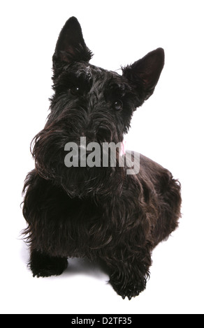 Scottish terrier dog Stock Photo - Alamy
