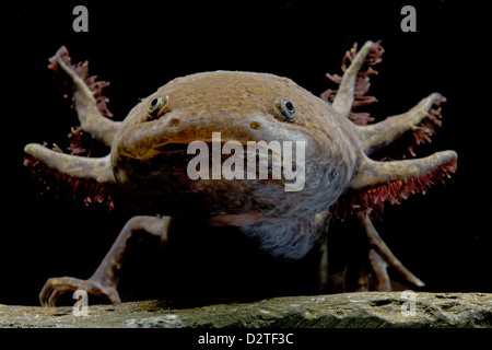 Axolotl ("water monster") or Mexican salamander (Ambystoma mexicanum ...