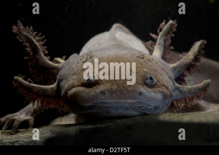 Axolotl ("water monster") or Mexican salamander (Ambystoma mexicanum ...