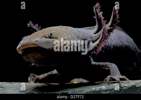 Axolotl ("water monster") or Mexican salamander (Ambystoma mexicanum ...