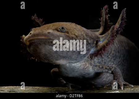 Axolotl ("water monster") or Mexican salamander (Ambystoma mexicanum ...