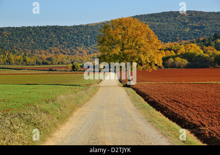 Panorama. Lonely beautiful autumn tree. Autumn Landscape. Panorama ...