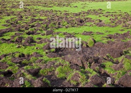 Ruined football field, rooted up by foraging Wild Boars (Sus scrofa ...