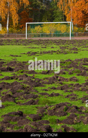 Ruined football field, rooted up by foraging Wild Boars (Sus scrofa ...