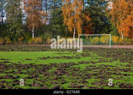 Ruined football field, rooted up by foraging Wild Boars (Sus scrofa ...