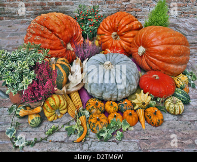 squash, pumpkin, or gourd, Cucurbita is a genus of herbaceous fruits in ...