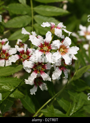 Yellowhorn Tree Flowers, Xanthoceras sorbifolium, Sapindaceae, North ...